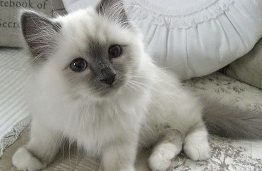 The Boys – NZCF registered birman breeder