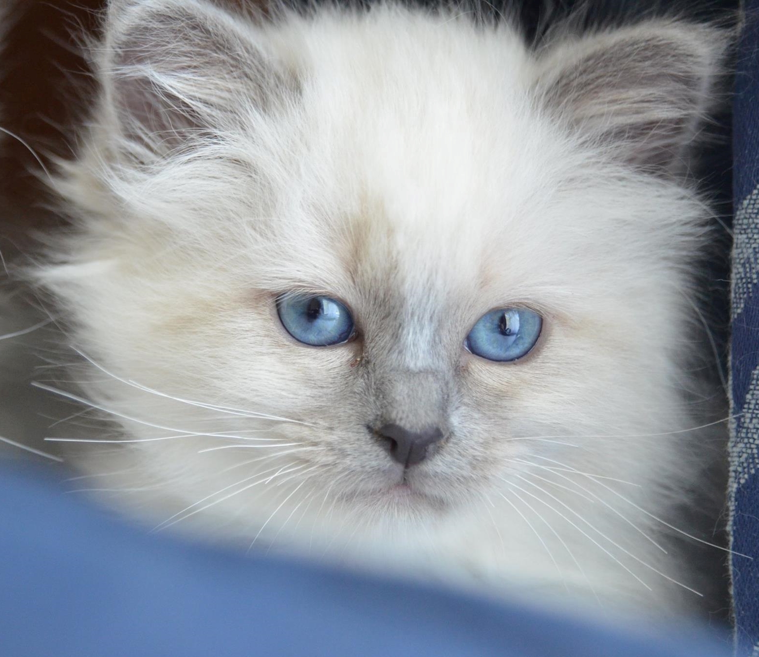 NZCF registered birman breeder – Breeding Beautiful Birman Kittens ...